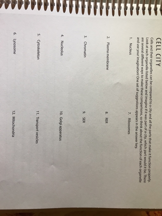 Solved CELL CITY Cells and their organelles can be compared | Chegg.com