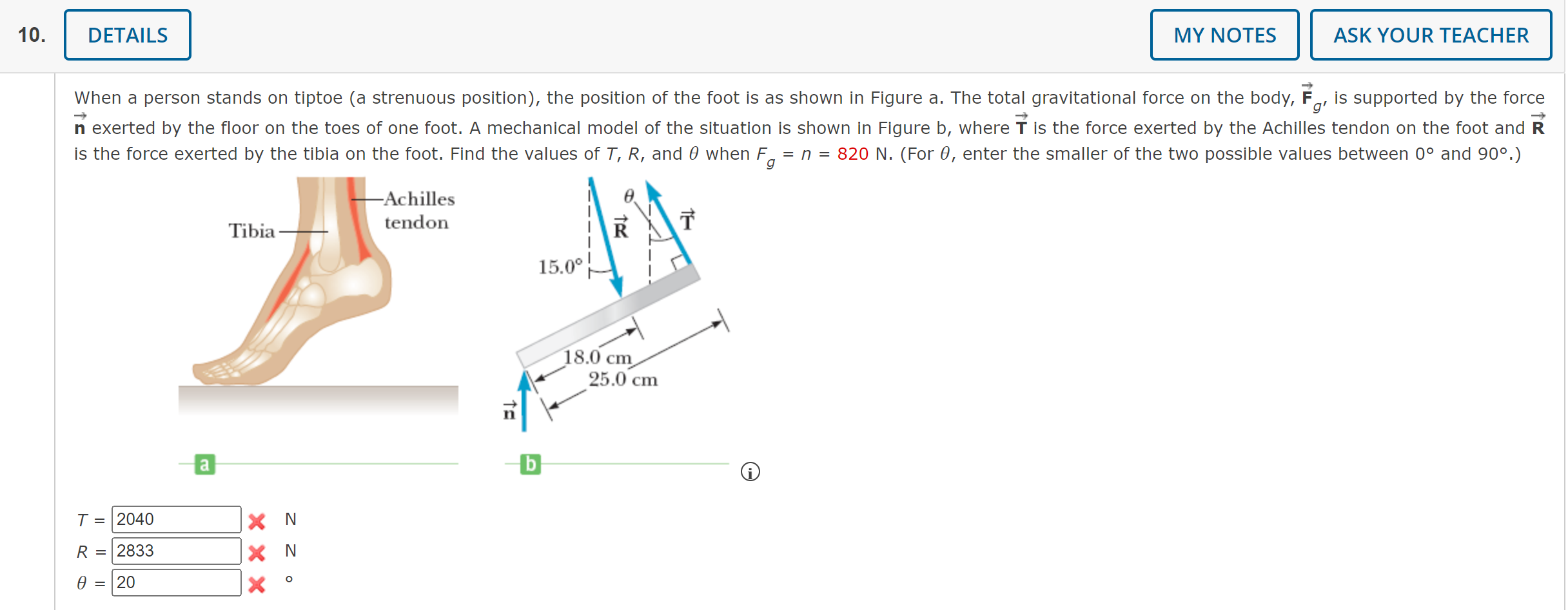 Solved When a person stands on tiptoe (a strenuous | Chegg.com