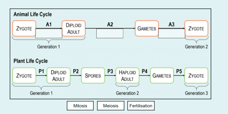 Solved Animal Life Cycle A1 A2 A3 ZYGOTE DIPLOID ADULT | Chegg.com