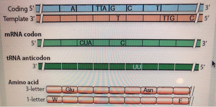 Solved 3' Template 3' mRNA codon 5' UA 3' tRNA anticodon 3' | Chegg.com