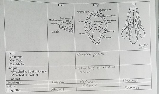 Maxillary Teeth Frog