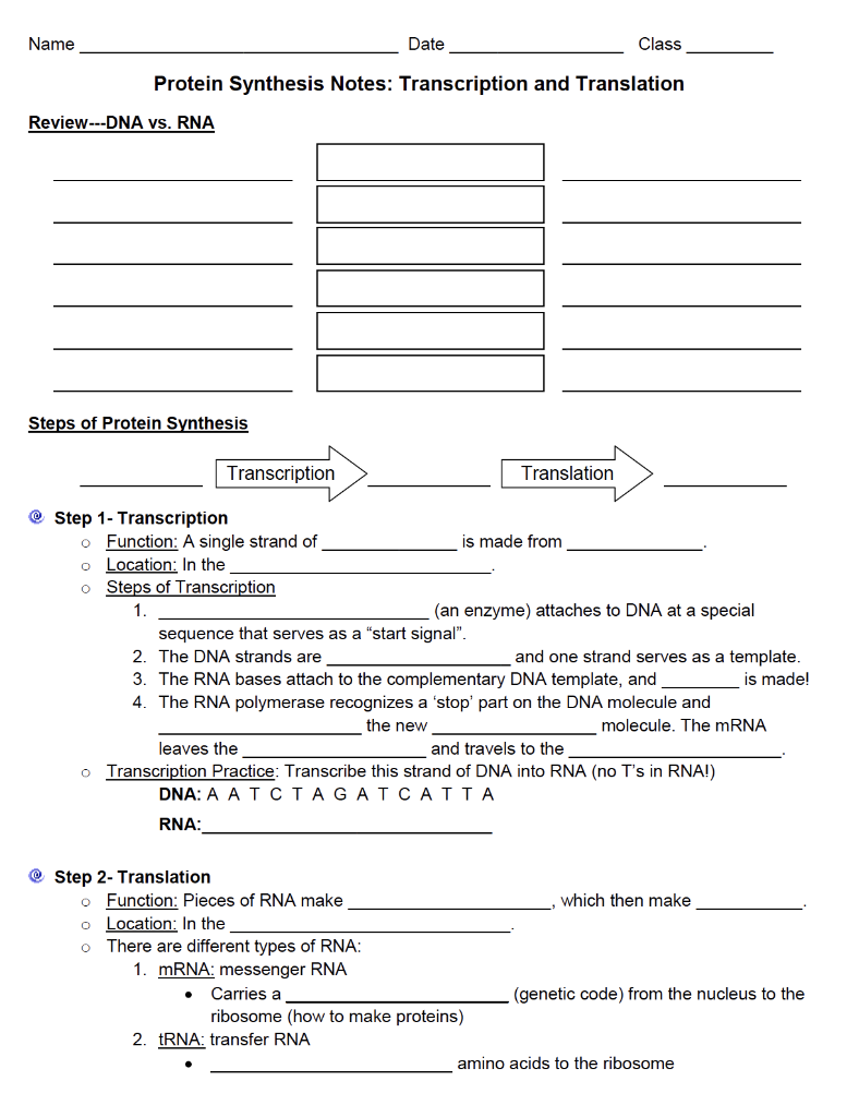 Solved Date Class Protein Synthesis Notes: Transcription and | Chegg.com