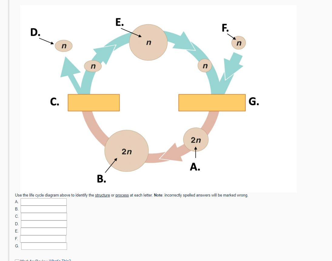 Solved n n 2n Use the life cycle diagram above to identify | Chegg.com