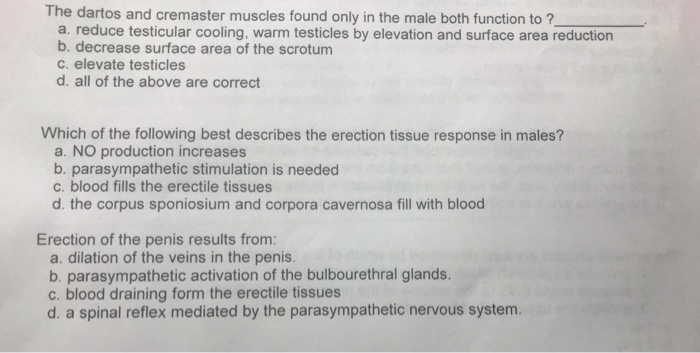 Cremaster Muscle Reflex