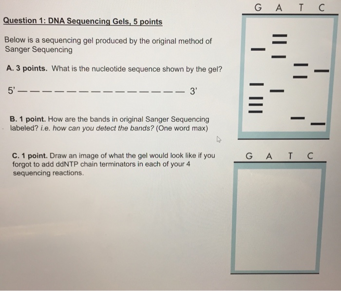 Solved G A T C Question 1: DNA Sequencing Gels, 5 points | Chegg.com