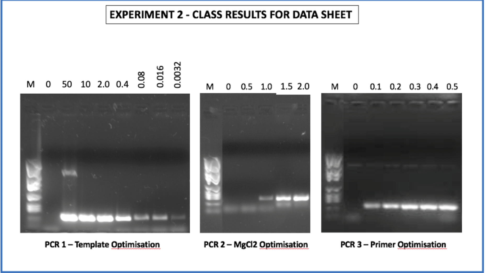 Solved From the gel profiles obtained for PCR1, what effect | Chegg.com