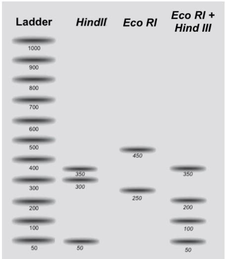 Solved Question 1 To the right is a gel created from a | Chegg.com