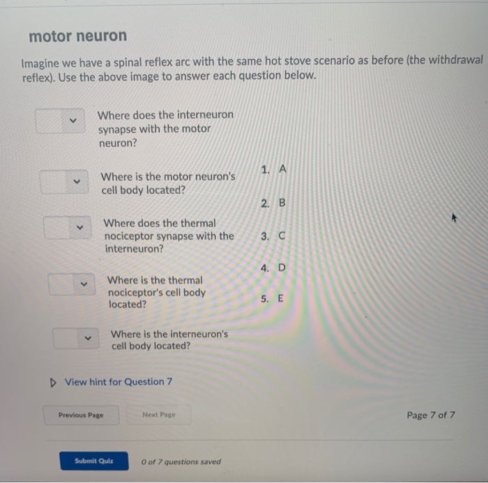 Solved: Estion 7 (1 Point) Dorsal Root (sensory) Dorsal Ro... | Chegg.com Solved: Estion 7 (1 Point) Dorsal Root (sensory) Dorsal Ro... | Chegg.com