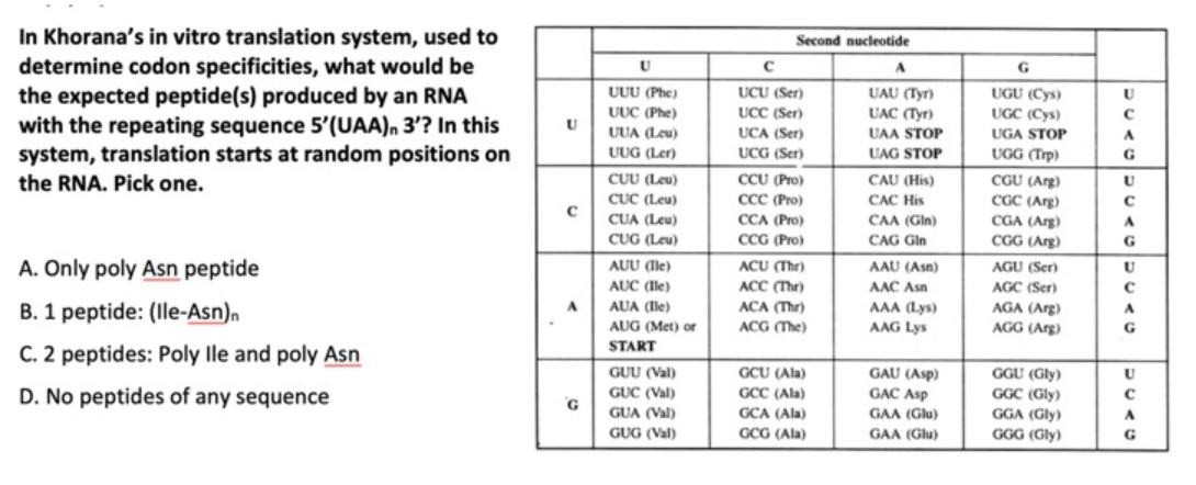 Solved In Khorana's in vitro translation system, used | Chegg.com