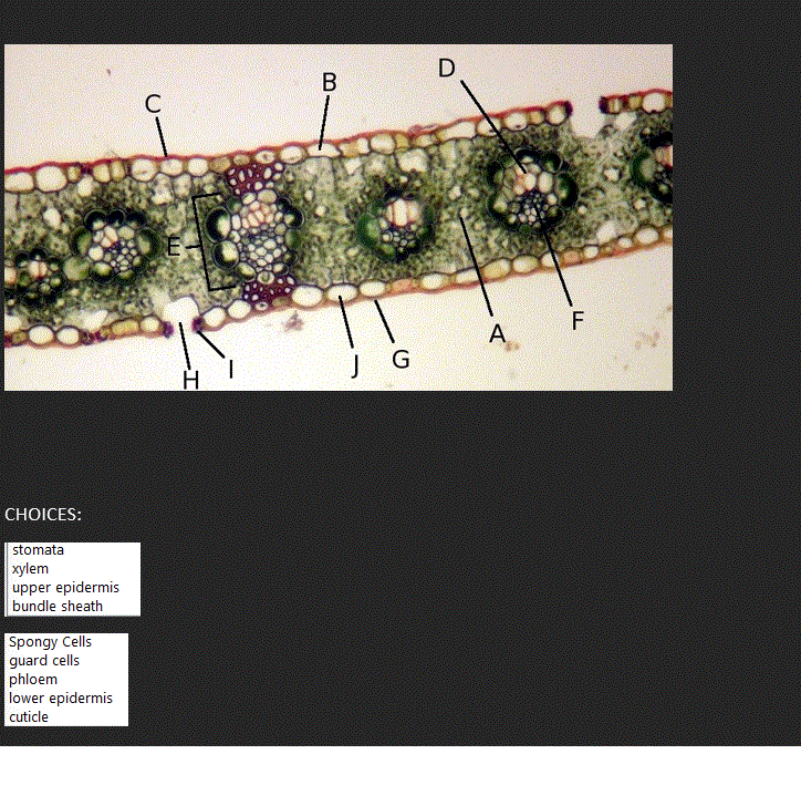 Solved D B С E va F A JG CHOICES: stomata xylem upper | Chegg.com