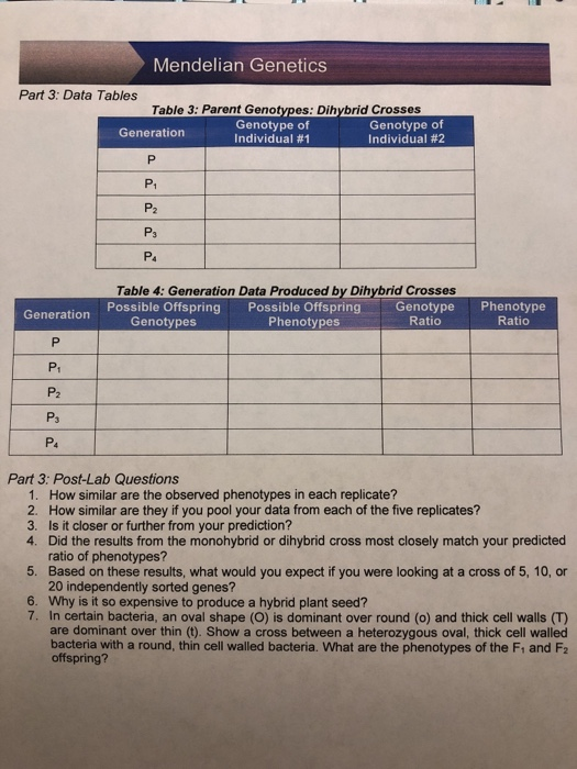 Mendelian Genetics Part 3: Data Tables Genotype of | Chegg.com