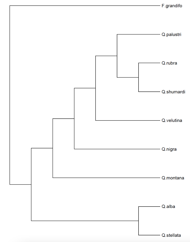 Solved identify a clade, a synapomorphy, and a homoplasy on | Chegg.com