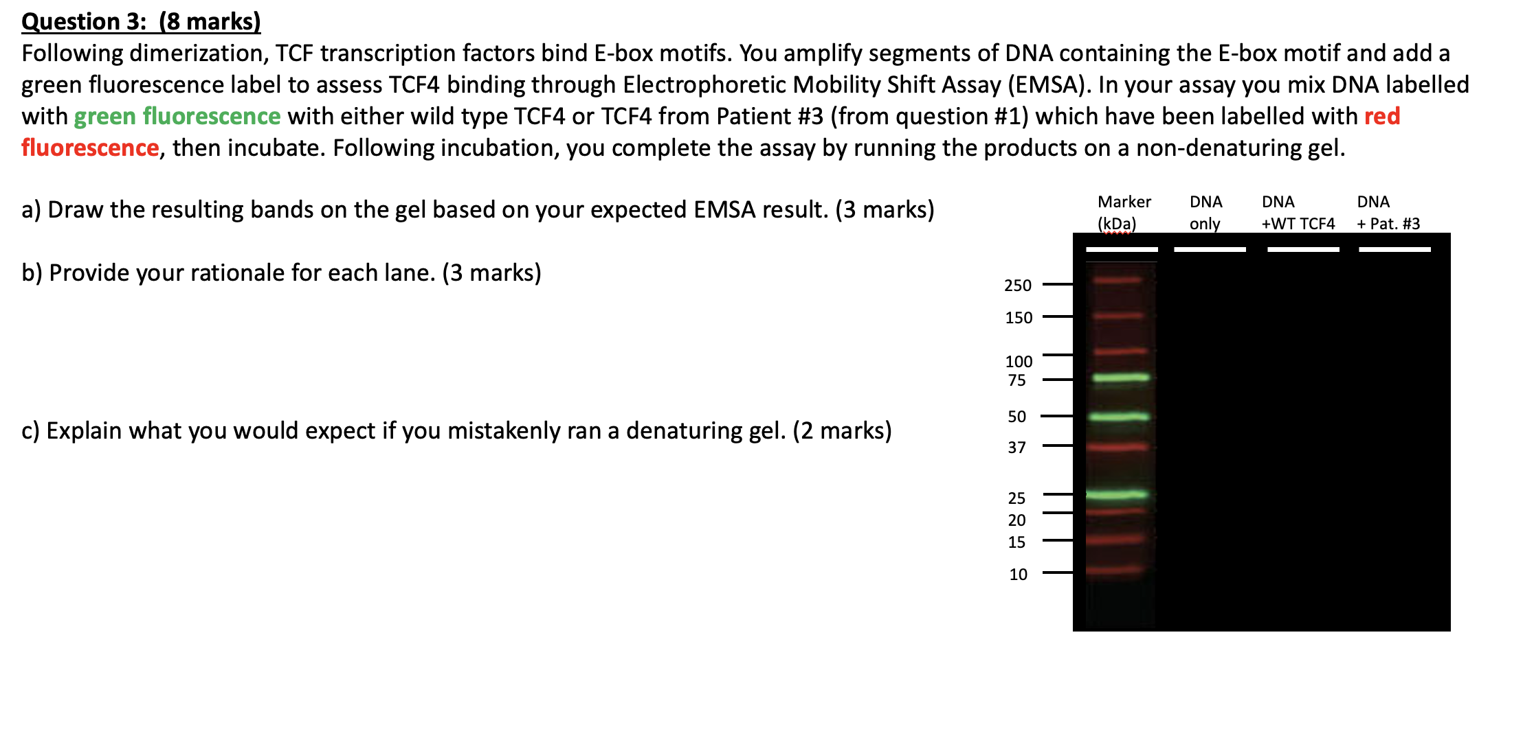 Solved Question 3: (8 ﻿marks)Following dimerization, TCF | Chegg.com