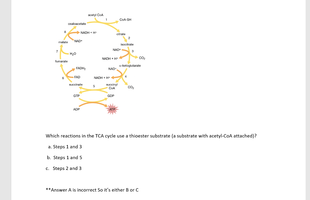 Solved Which reactions in the TCA cycle use a thioester | Chegg.com