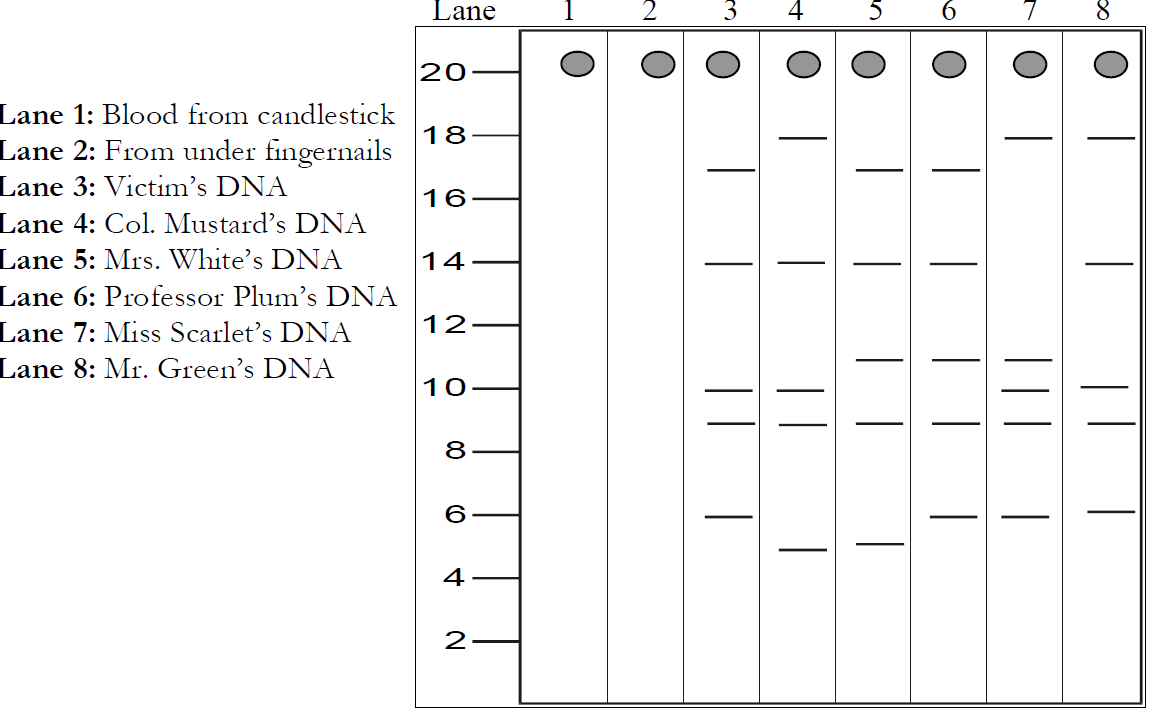 Solved Procedure: In this activity, you will be given DNA | Chegg.com