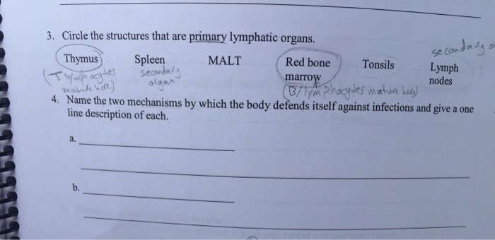 Solved Circle the structures that are primary lymphatic | Chegg.com