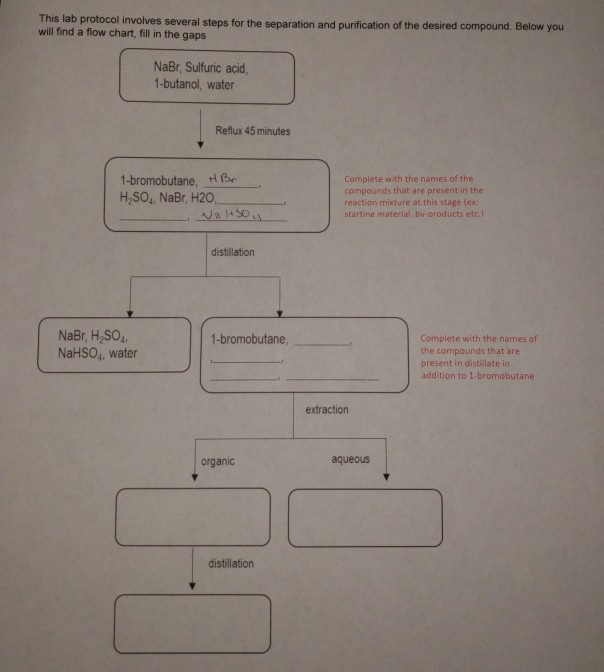 Solved This lab protocol will find a flow chart, fill in the | Chegg.com