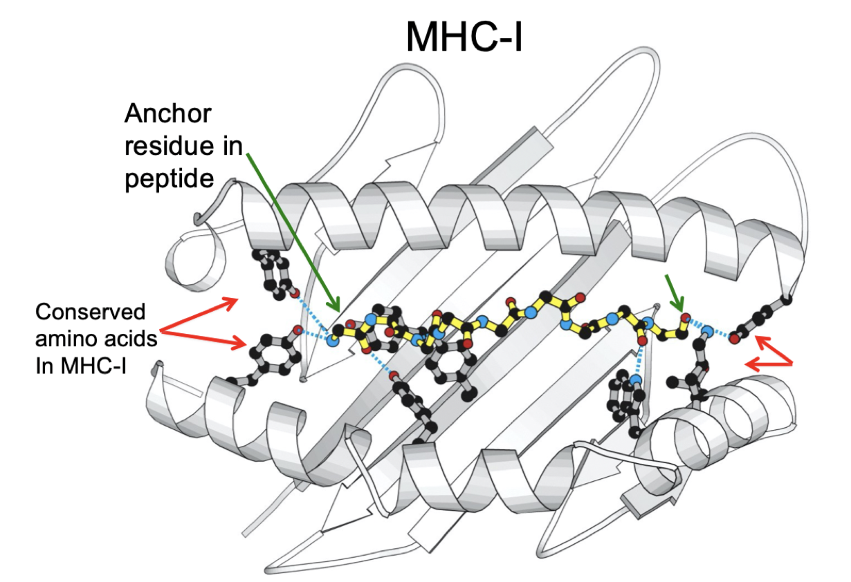 Solved 14The Major Histocompatibility Complex MHC called HLA | Chegg.com