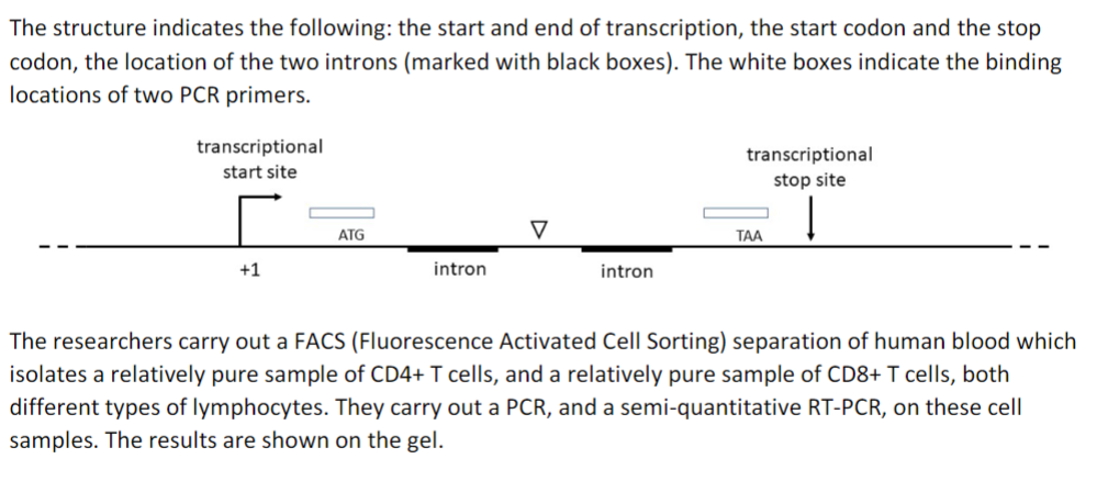 Solved 16. Describe the difference in the bands for the PCR | Chegg.com