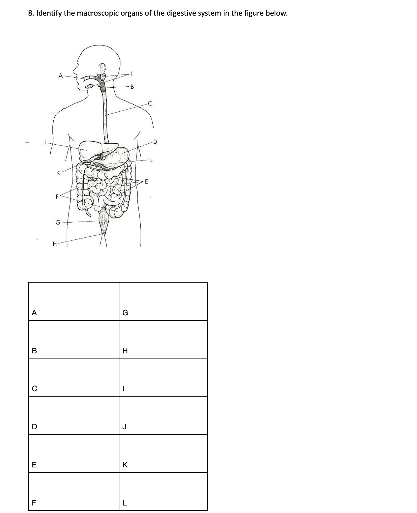 Solved 8. Identify the macroscopic organs of the digestive | Chegg.com