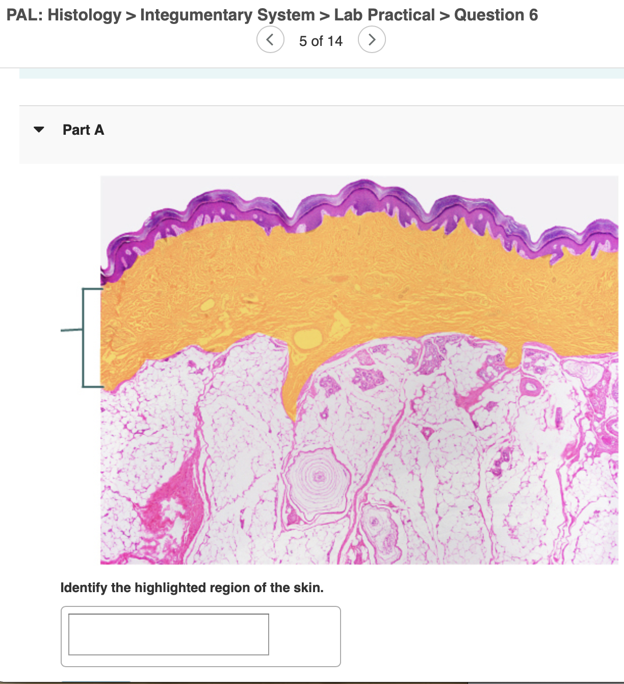 Solved PAL: Histology > Integumentary System > Lab Practical | Chegg.com Solved PAL: Histology > Integumentary System > Lab Practical | Chegg.com