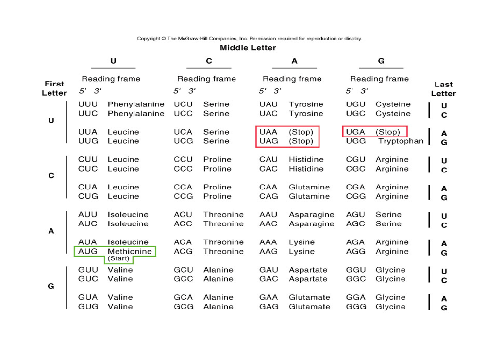Solved Use the mini gene below to answer the following | Chegg.com