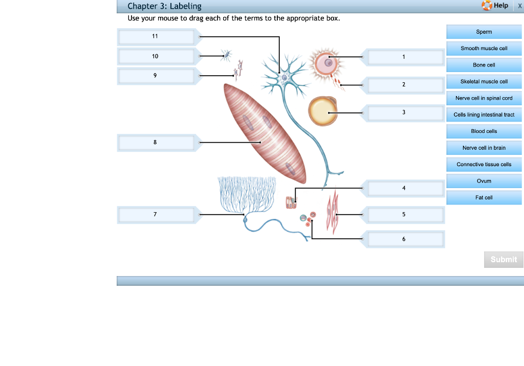 Solved Help Chapter 3: Labeling Use your mouse to drag each | Chegg.com