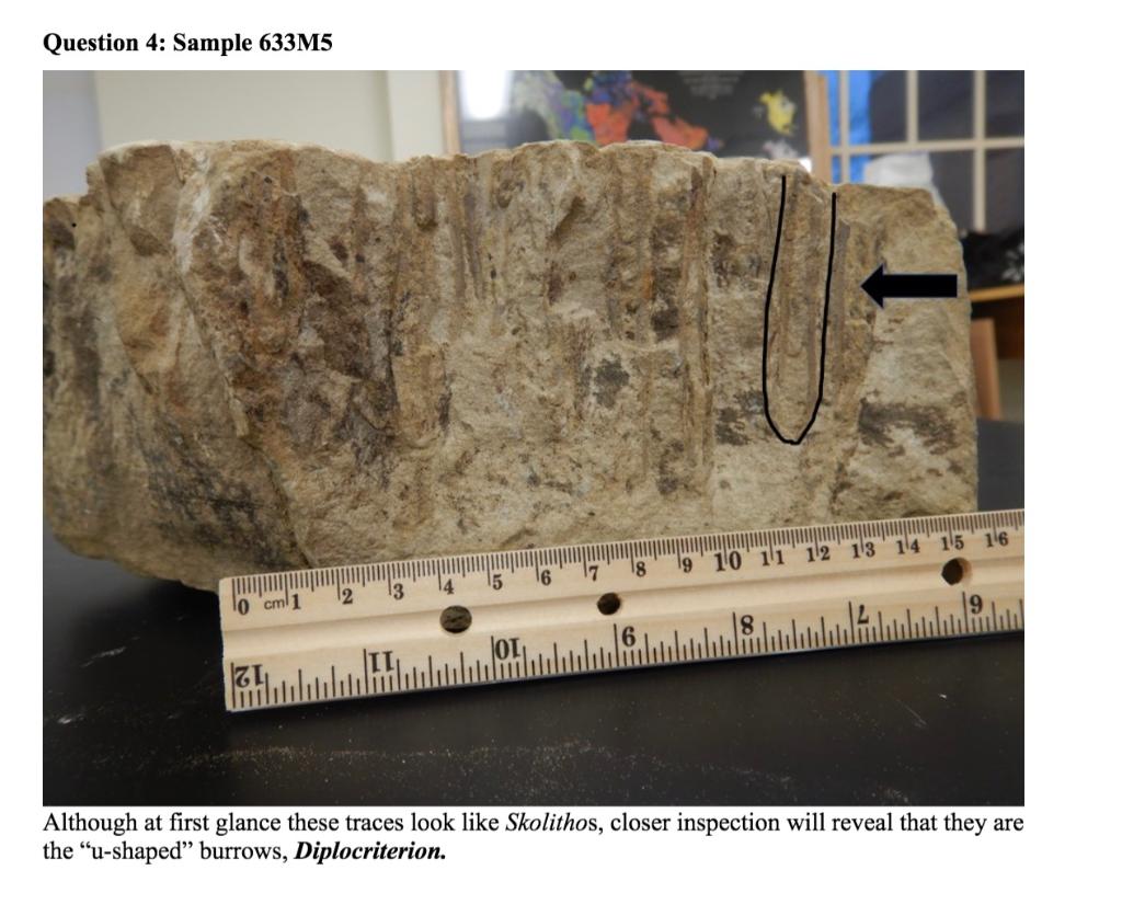 Solved Secondary Sedimentary Structures Question 1: Sample | Chegg.com
