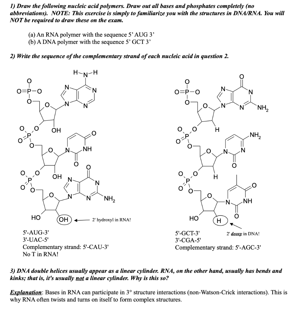 Nucleic Acid Polymer