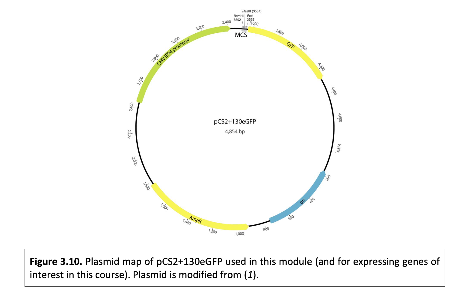 Solved 7. Using the plasmid map in Figure 3.10 for guidance, | Chegg.com