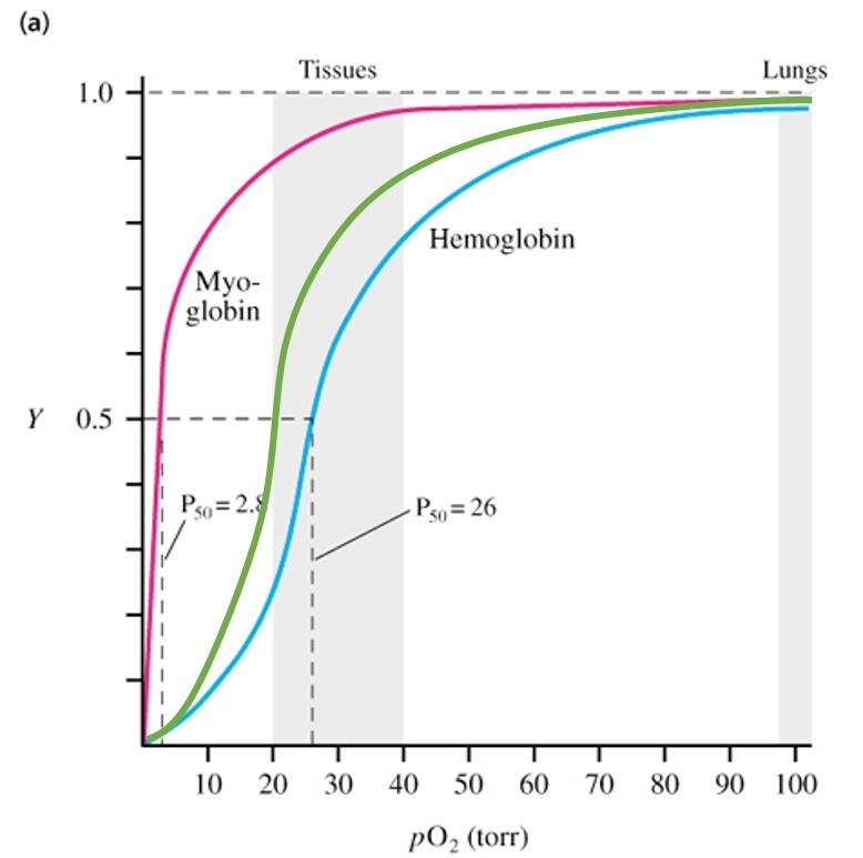 Solved In the graph below, the green curve is the oxygen | Chegg.com