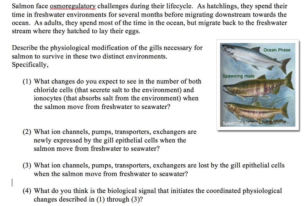Solved Salmon face osmoregulatory challenges during their | Chegg.com