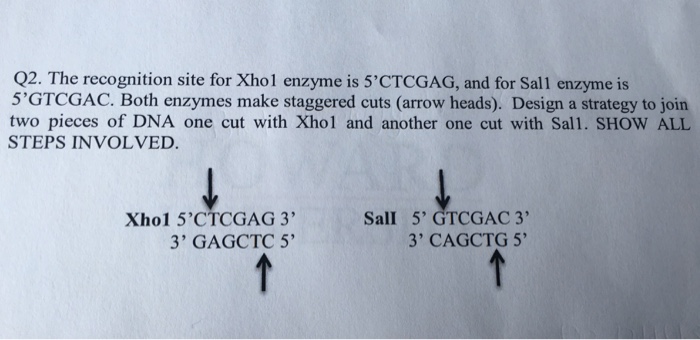 Solved The recognition site for Xho1 enzyme is 5'CTCGAG, and | Chegg.com