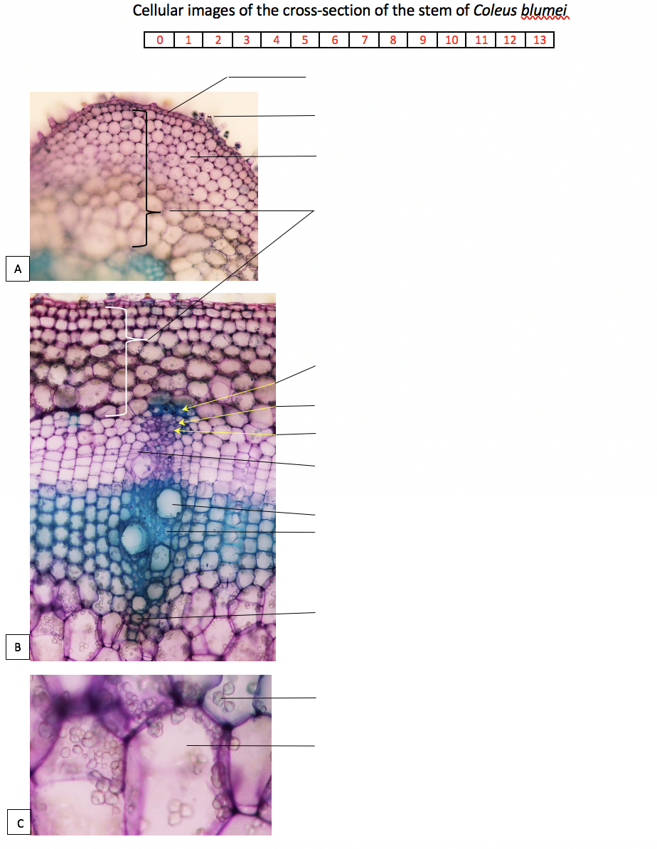 Solved Cellular images of the cross-section of the stem of | Chegg.com