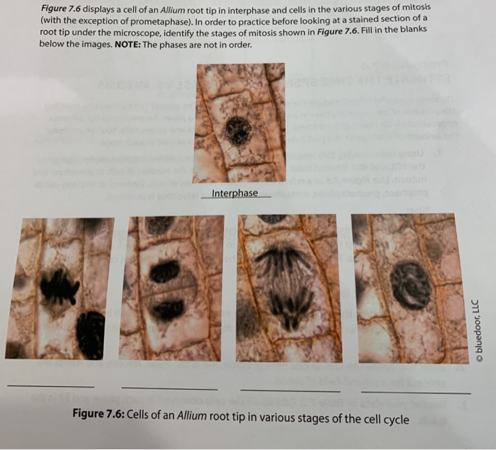 Solved Label The Stages Of Mitosis THEY ARE NOT IN ORDER Chegg solved-label-the-stages-of-mitosis-they-are-not-in-order-chegg