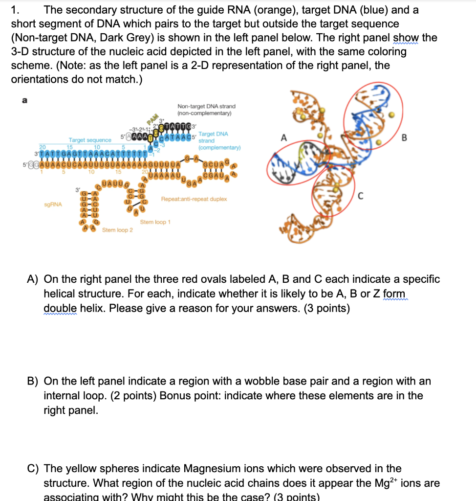 1. The secondary structure of the guide RNA (orange), | Chegg.com