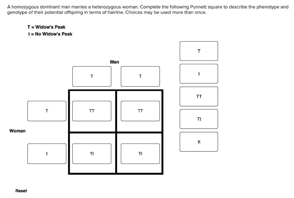 Homozygous And Heterozygous Punnett Square