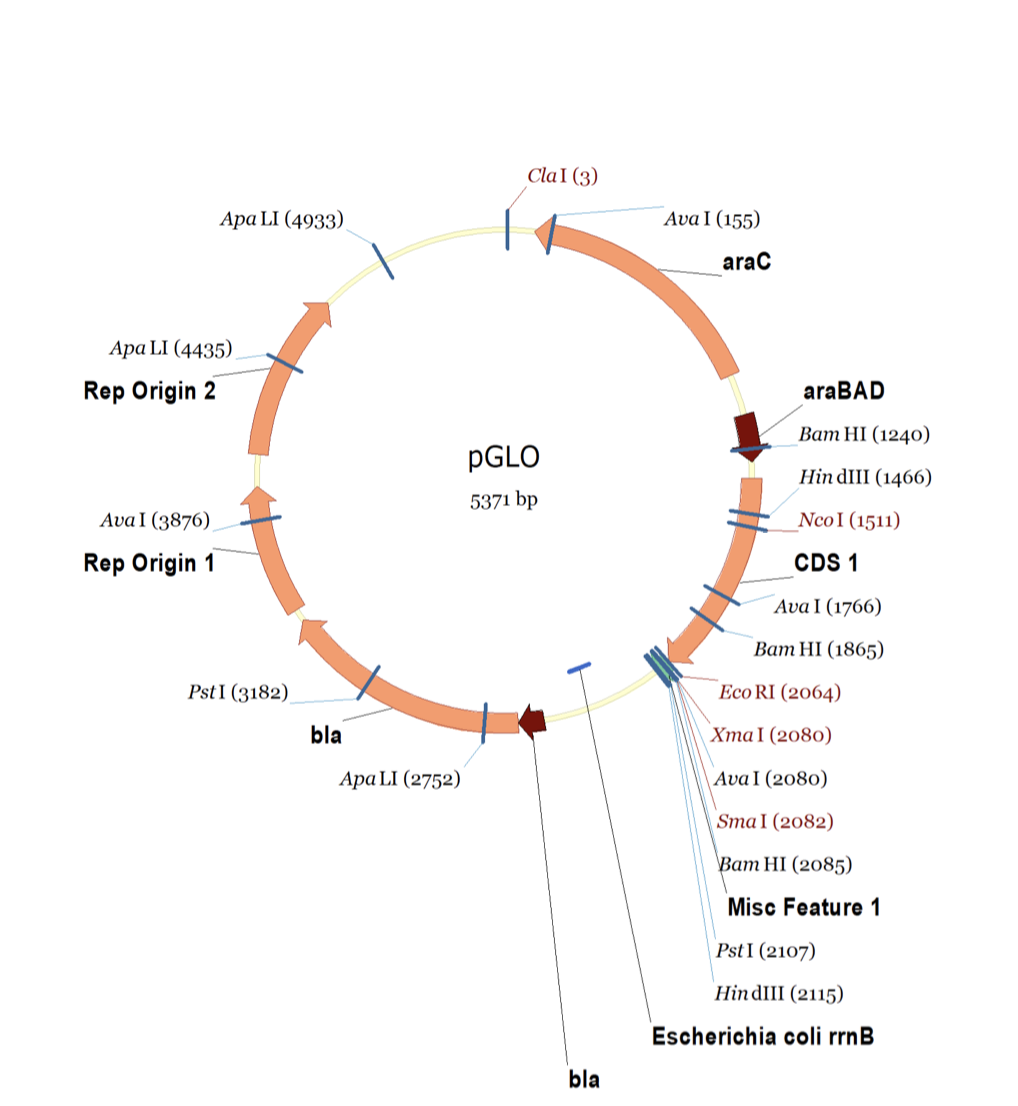 Solved Experimental Procedure Objectives: • Isolate DNA from | Chegg.com