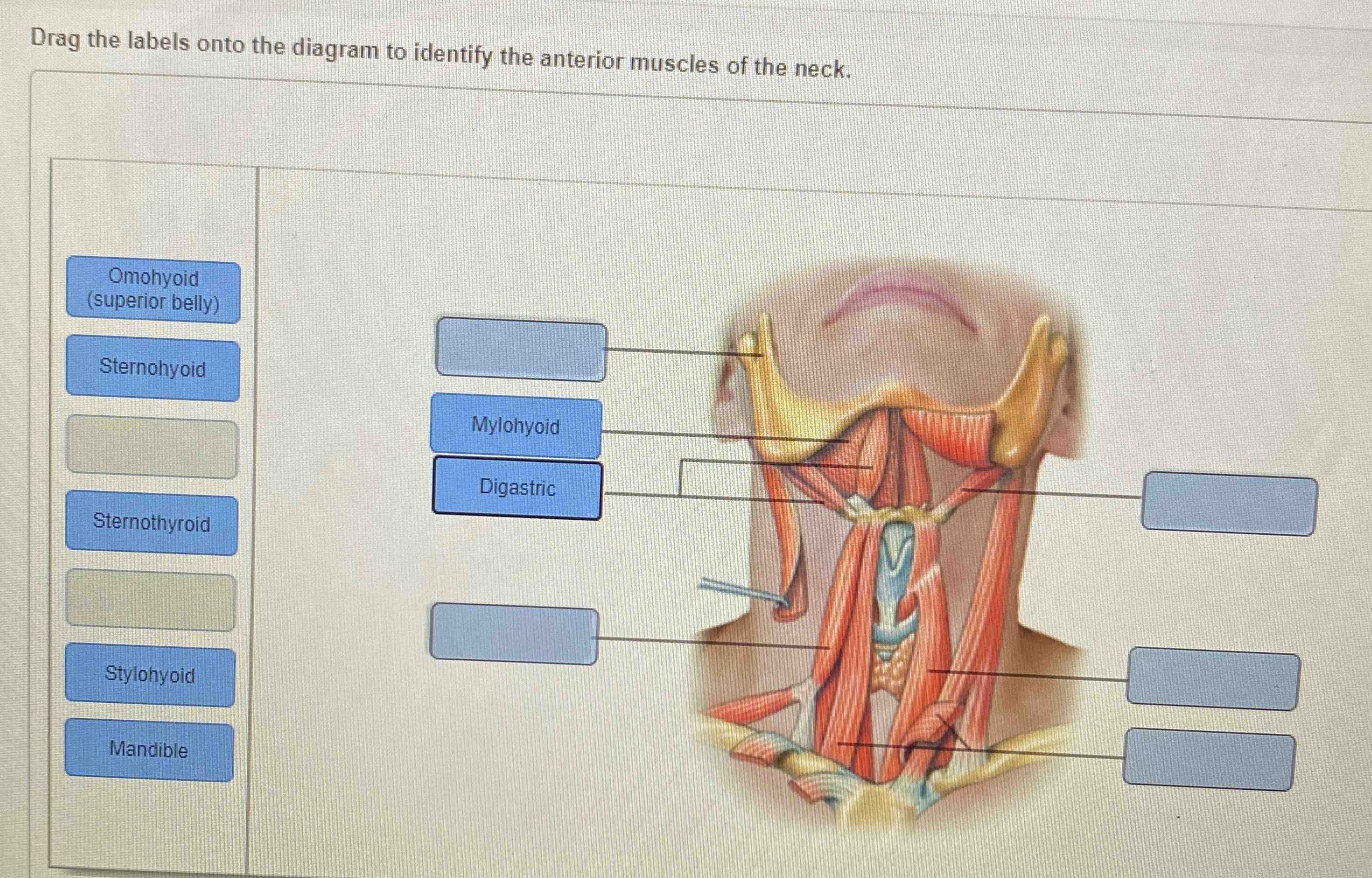 Solved Drag the labels onto the diagram to identify the | Chegg.com