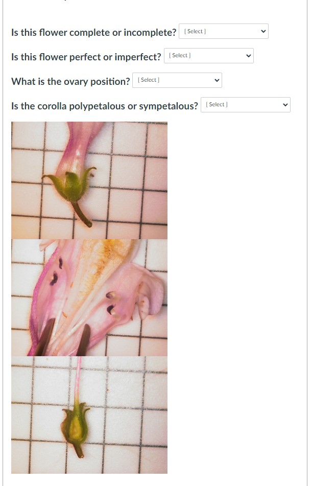 Solved Is this flower complete or incomplete? Is this flower | Chegg.com