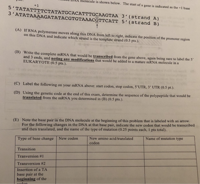 Solved DINA molecule is shown below. The start of a gene is | Chegg.com