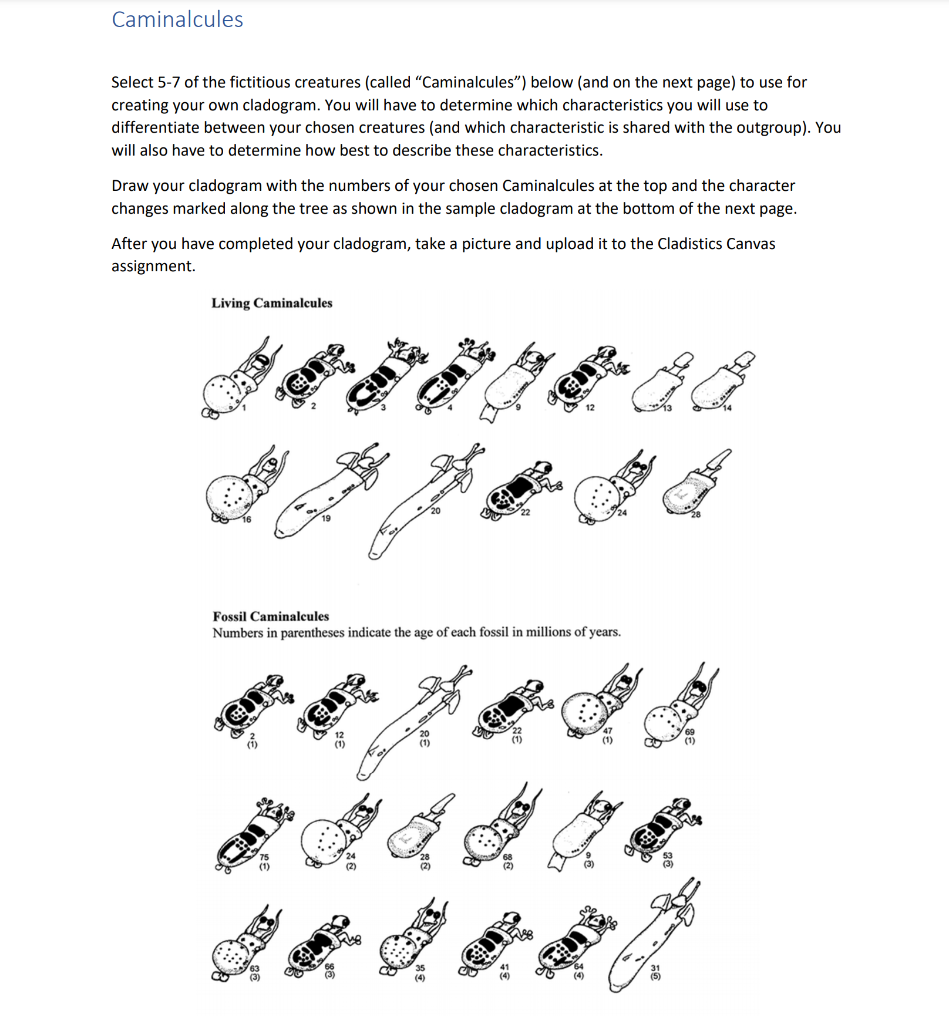 Cladistics Lab Construct a cladogram for the | Chegg.com