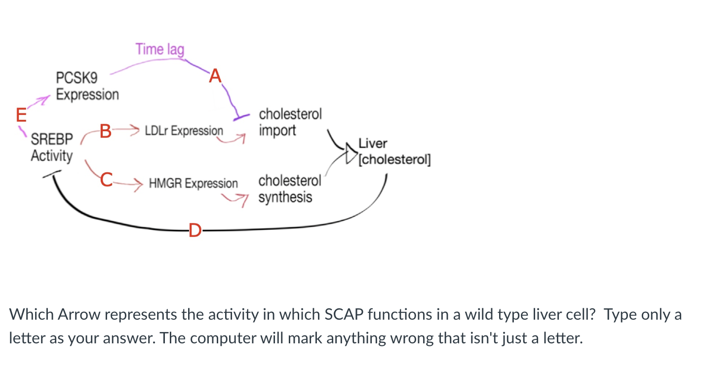 Solved Which Arrow represents the activity in which SCAP | Chegg.com