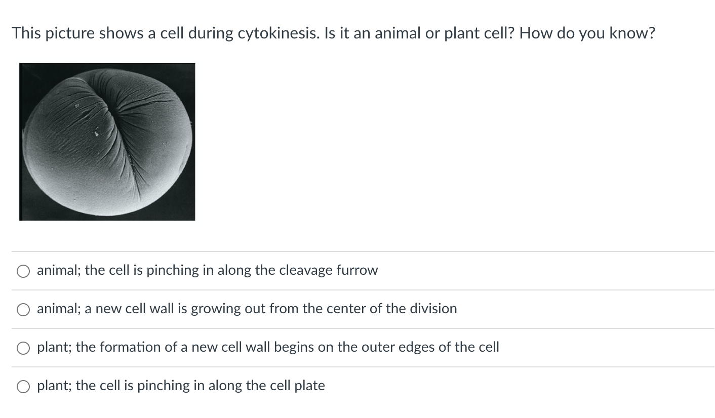 Solved This picture shows a cell during cytokinesis. Is it | Chegg.com