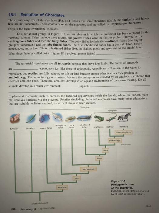 Solved 18.1 Evolution of Chordates and lance- The | Chegg.com