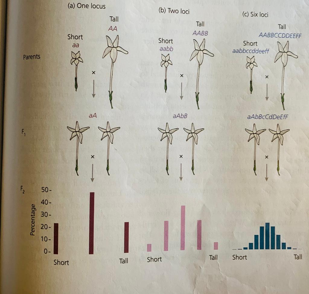 Solved Can someone explain how the first two examples are | Chegg.com