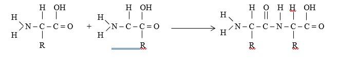 Solved Draw an arrow to the N-terminus of the dipeptide | Chegg.com