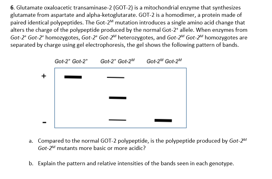 Solved 6. Glutamate oxaloacetic transaminase-2 (GOT-2) is a | Chegg.com