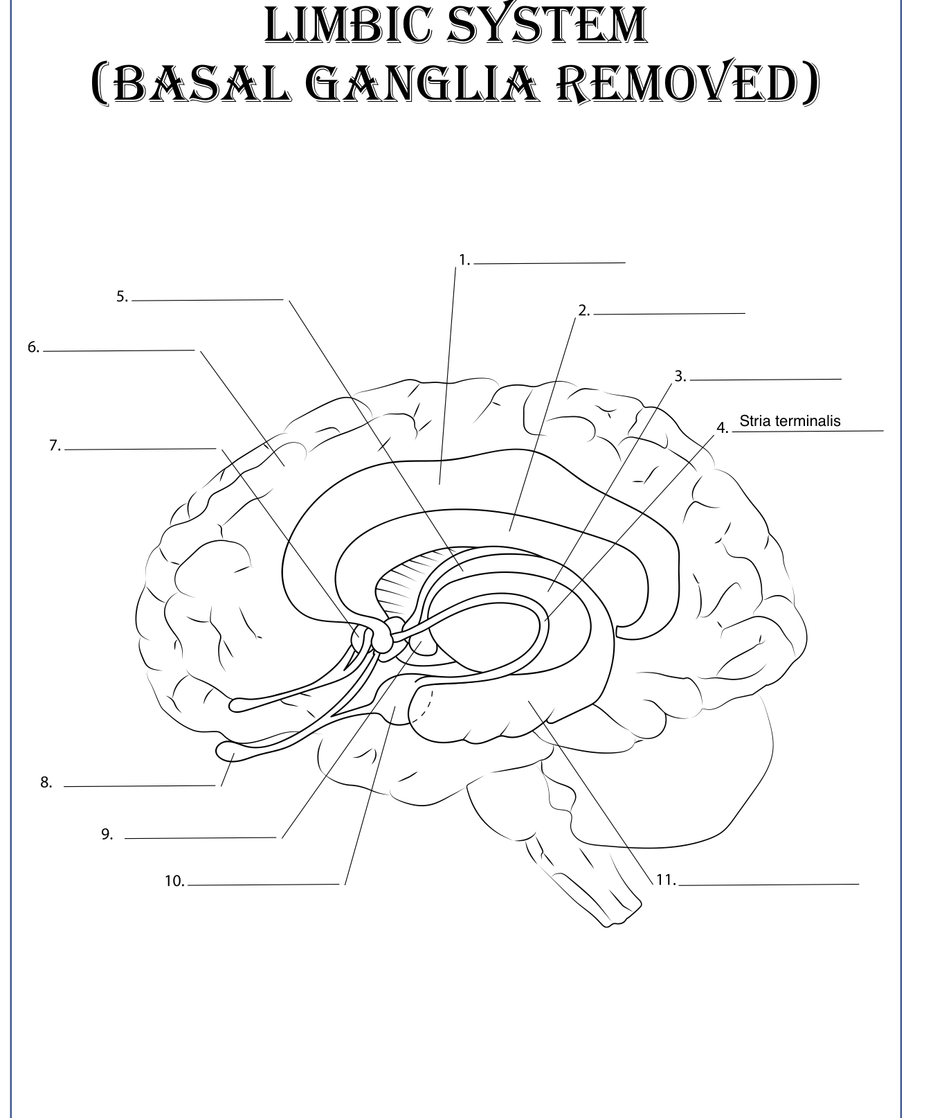 Limbic System And Basal Ganglia