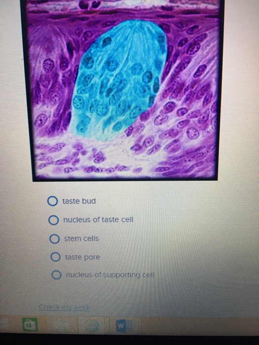 Solved taste bud nucleus of taste cell stem cells taste | Chegg.com